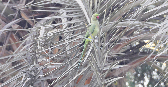 Wild parrots! In my yard! – TRAVELAUREL